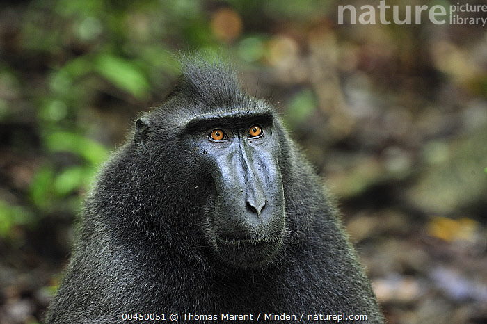 Stock photo of Celebes Black Macaque (Macaca nigra), Tangkoko Nature ...