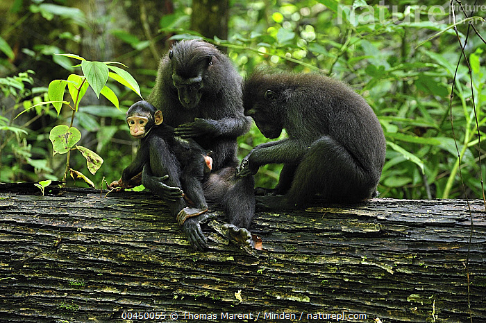 Stock photo of Celebes Black Macaque (Macaca nigra) females grooming ...