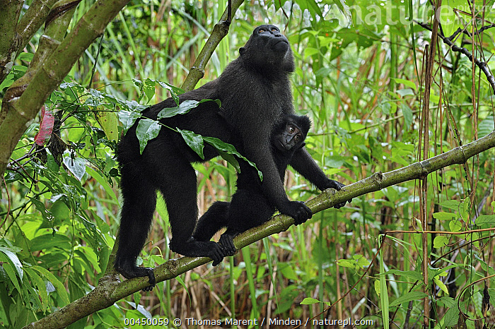 Stock photo of Celebes Black Macaque (Macaca nigra) mother with baby ...