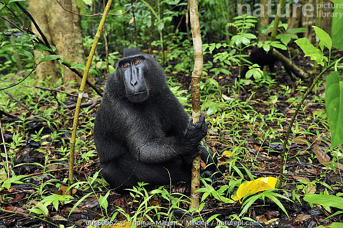 Stock photo of Celebes Black Macaque (Macaca nigra), Tangkoko Nature ...