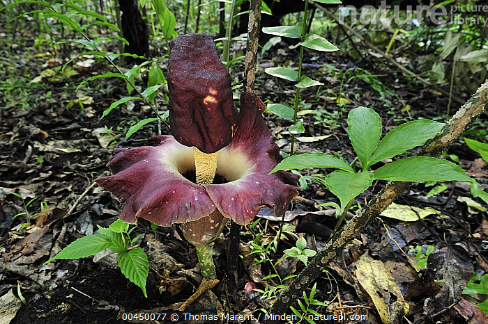 Stock photo of Arum (Amorphophallus sp) flowering on forest floor ...