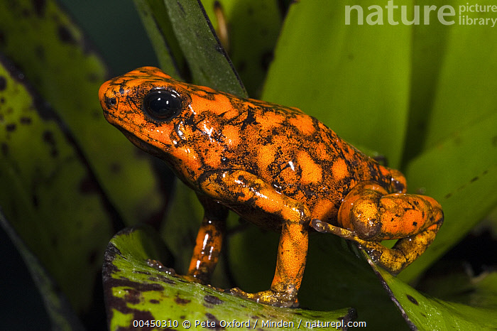 Stock photo of Splendid Poison Dart Frog (Dendrobates sylvaticus ...