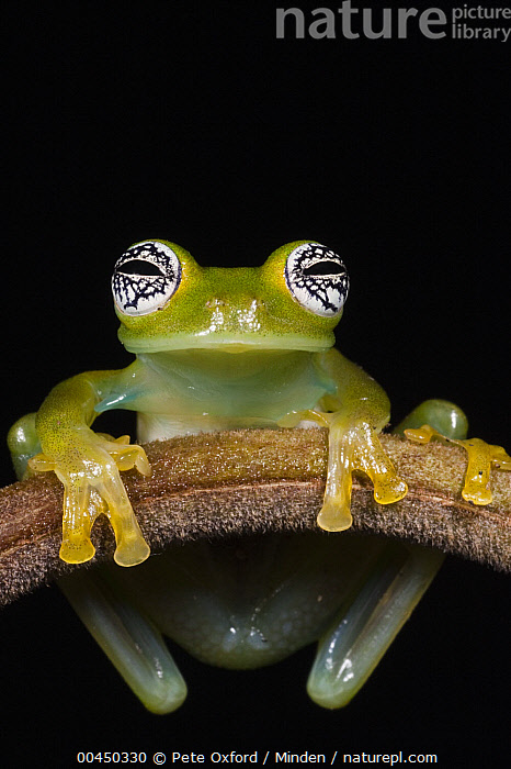 Stock photo of Glass Frog (Espadarana callistomma), northwest Ecuador ...