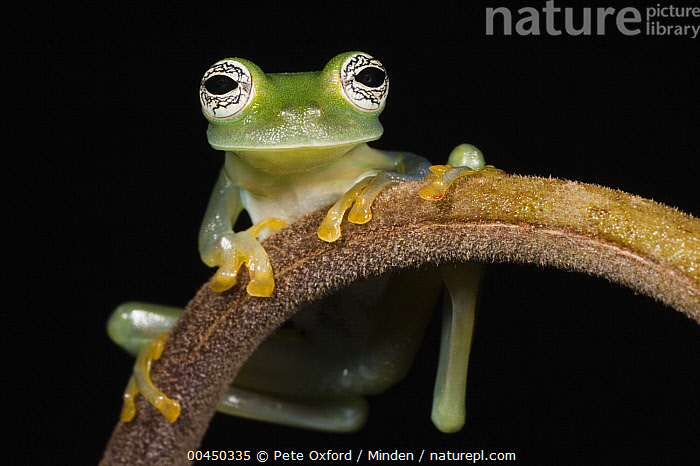 Stock photo of Glass Frog (Espadarana callistomma), northwest Ecuador ...