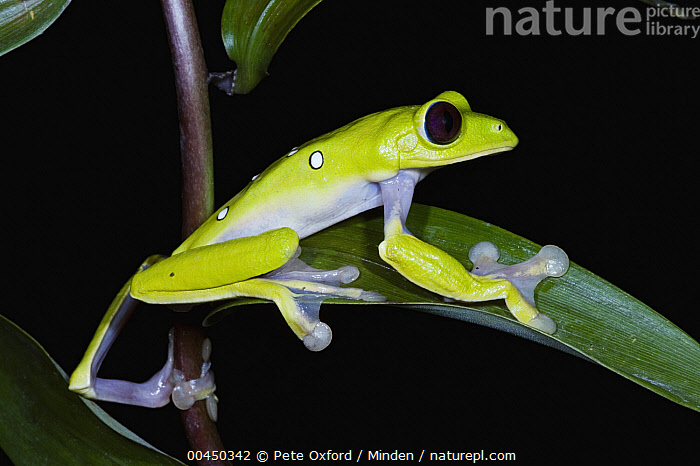 Stock photo of Gliding Leaf Frog (Agalychnis spurrelli), northwest ...