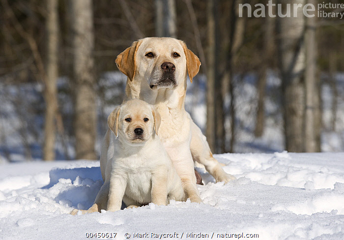 Stock photo of Labrador Retriever (Canis familiaris) mother and puppy ...