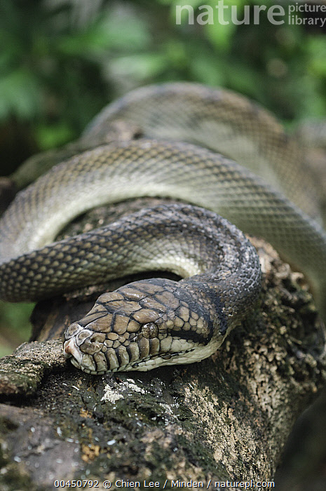 Stock photo of Amethythine Scrub Python (Morelia amethistina) in tree ...