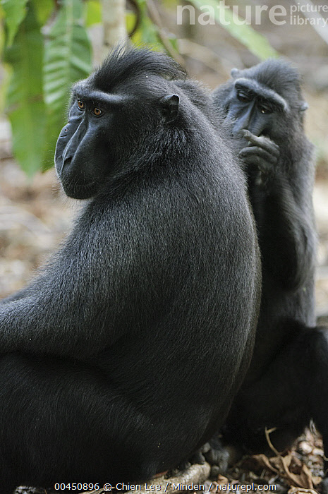 Stock photo of Celebes Black Macaque (Macaca nigra) pair grooming ...