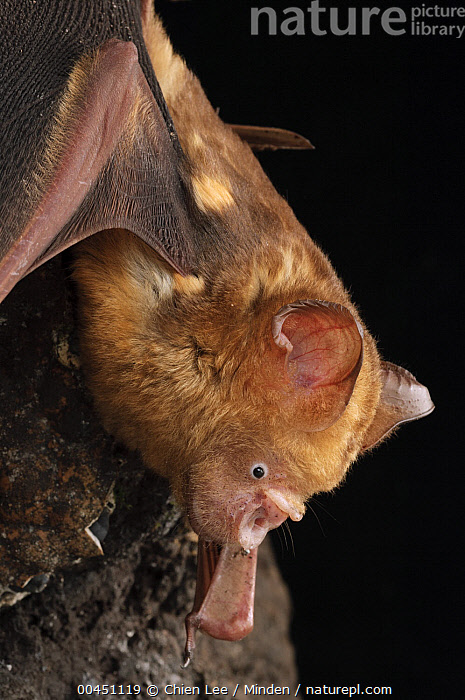 Stock photo of Diadem Roundleaf Bat (Hipposideros diadema), Bukit ...