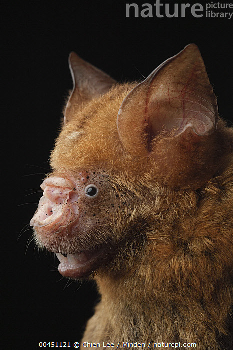 Stock photo of Diadem Roundleaf Bat (Hipposideros diadema), Bukit ...