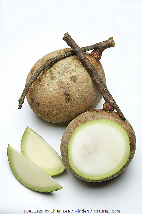 Stock photo of Mango (Mangifera pajang), Kuching, Borneo, Malaysia ...