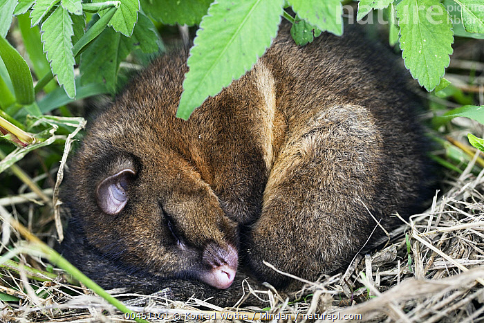 Stock photo of Common Brush-tailed Possum (Trichosurus vulpecula ...