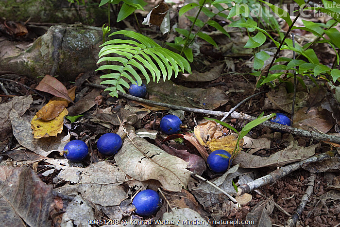 Stock photo of Blue Quondong (Elaeocarpus angustifolius) fruit on ...