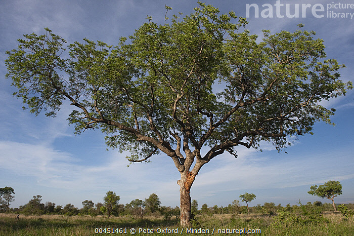 Stock photo of Marula (Sclerocarya birrea) tree, Kruger National Park ...