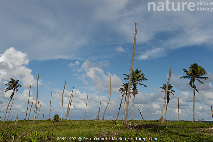 Stock photo of Hurricane Dean damage showing destroyed palm trees ...