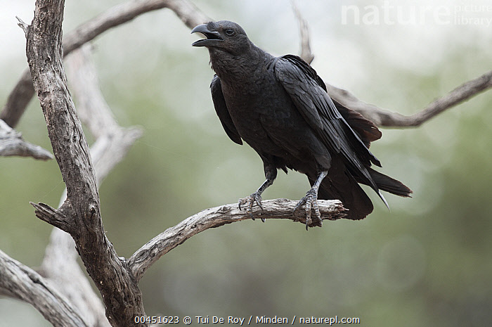 Stock photo of Fan-tailed Raven (Corvus rhipidurus) calling, Kenya ...