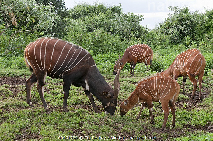 Stock photo of Mountain Bongo (Tragelaphus eurycerus isaaci) male and ...