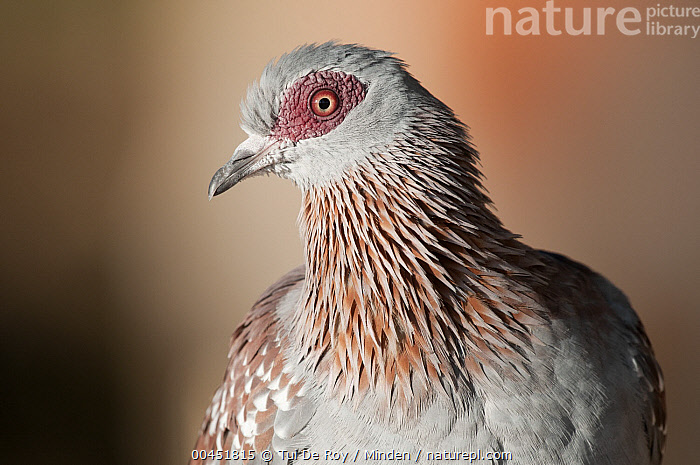 Stock photo of Speckled Pigeon (Columba guinea), Mpala Research Centre ...