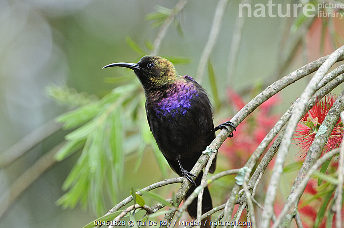 Stock photo of Tacazze Sunbird (Nectarinia tacazze), Nanyuki, Kenya ...