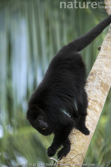 Stock photo of Mexican Black Howler Monkey (Alouatta pigra) male ...