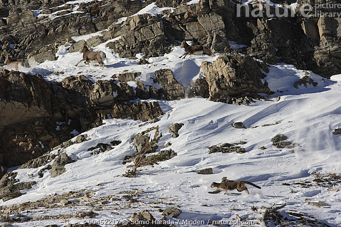 Stock photo of Mountain Lion (Puma concolor) wild female chasing ...