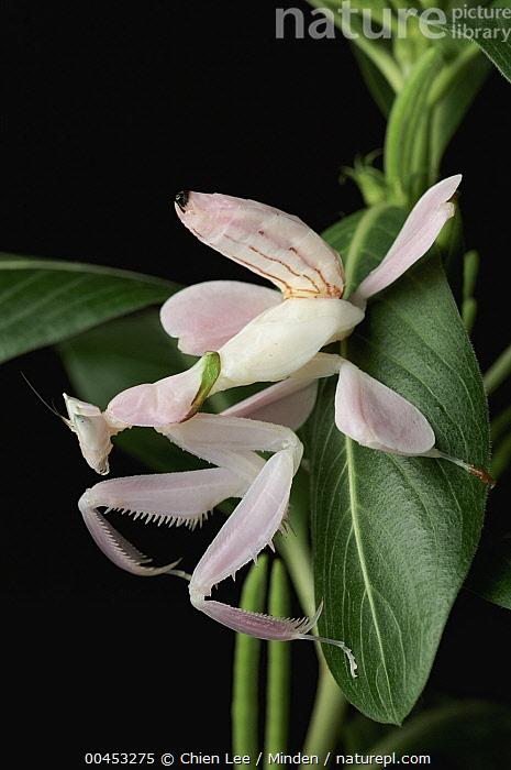 Stock photo of Orchid Mantis (Hymenopus coronatus) juvenile mimics ...
