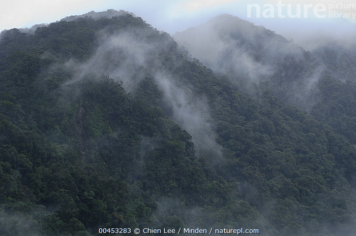 Stock photo of Mist enshrouds the upper montane forest at the summit of ...
