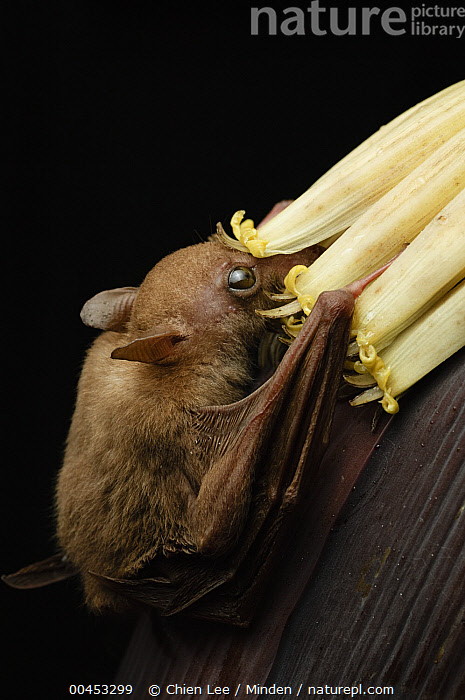 Stock photo of Lesser Long-tongued Fruit Bat (Macroglossus minimus ...