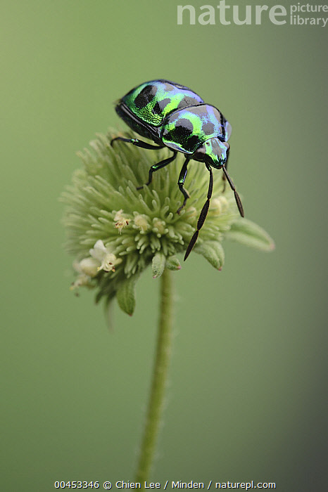 Stock photo of True Bug (Calliphara sp), Kuching, Sarawak, Borneo ...