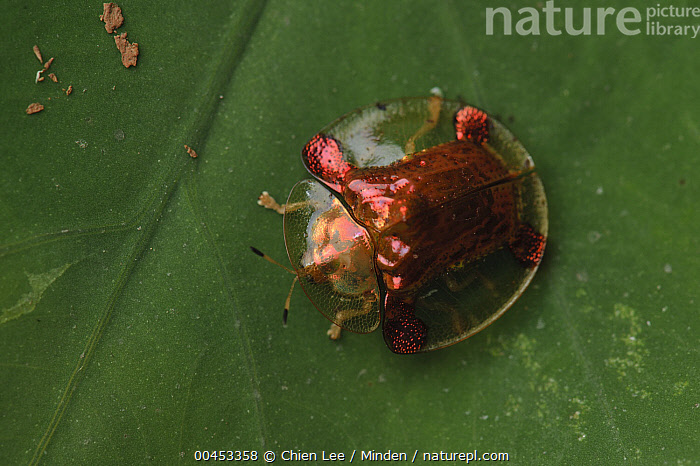 Stock photo of Chrysomelid Beetle (Aspidimorpha sanctaecrucis), Cuc ...