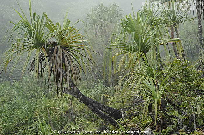 Stock photo of Screw Pine (Pandanus sp) in rainforest, Gunung Talang ...
