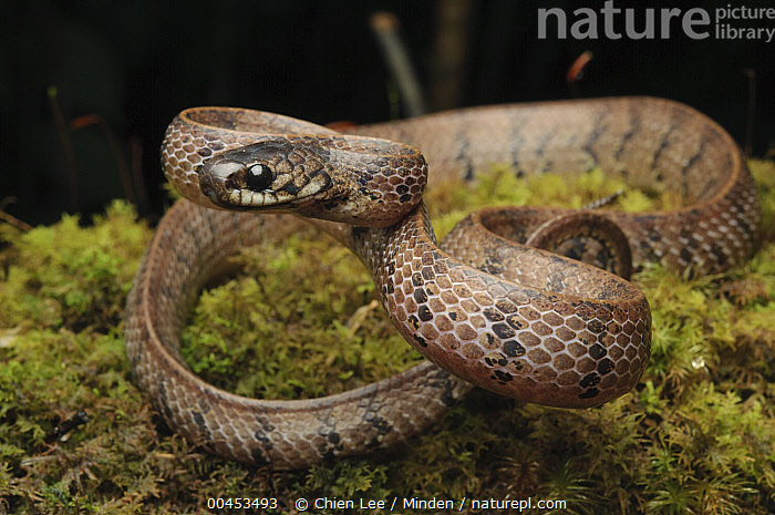 Stock photo of Smooth Slug-eating Snake (Asthenodipsas stuebingi), new ...