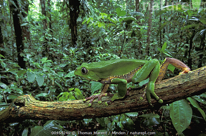 Stock photo of Giant Monkey Frog (Phyllomedusa bicolor) walking along ...