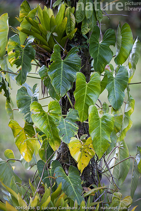 Stock photo of Arum (Araceae) leaves, Serra de Bocaina, Brazil ...