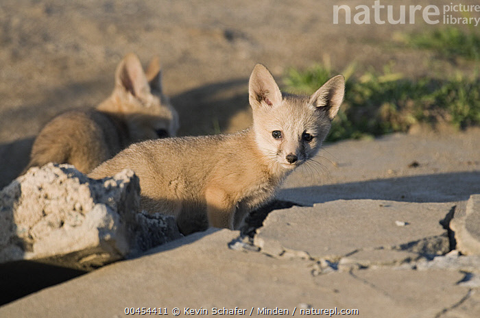 Stock photo of San Joaquin Kit Fox (Vulpes macrotis mutica) pups at den ...