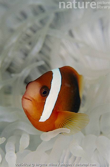 Stock photo of Anemonefish (Amphiprion sp) in Anemone (Heteractis sp ...