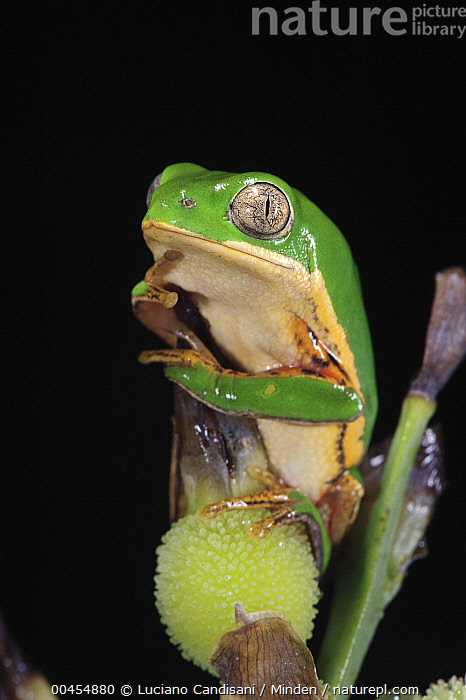 Stock photo of Orange-legged Leaf Frog (Phyllomedusa hypochondrialis ...