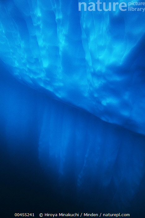 Stock photo of Iceberg underside in water, Antarctica. Available for ...
