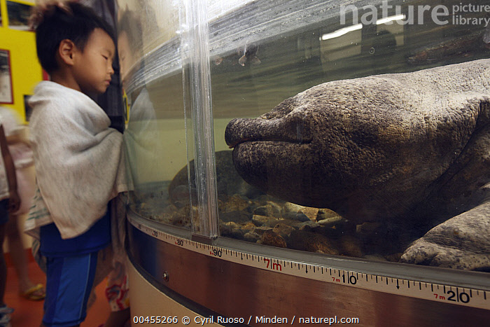 Chinese Giant Salamander