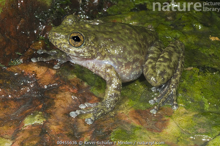 Stock photo of Torrent Treefrog (Litoria nannotis) in waterfall spray ...