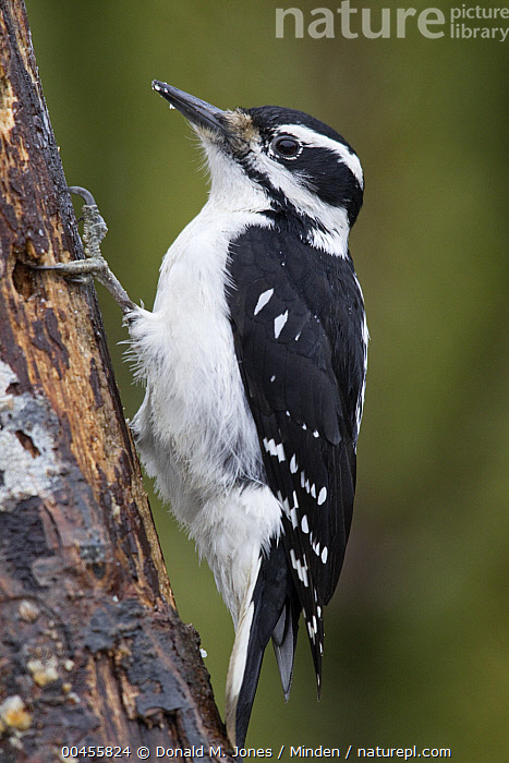 Stock photo of Hairy Woodpecker (Picoides villosus) female, western ...