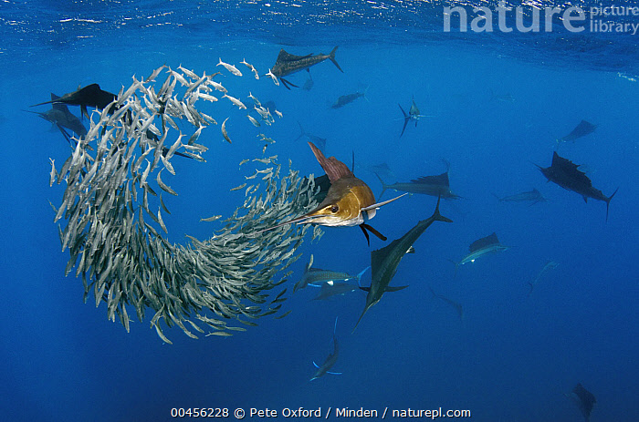 Stock photo of Atlantic Sailfish (Istiophorus albicans) group hunting ...