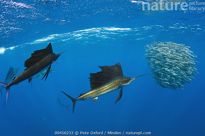 Stock photo of Atlantic Sailfish (Istiophorus albicans) group hunting ...