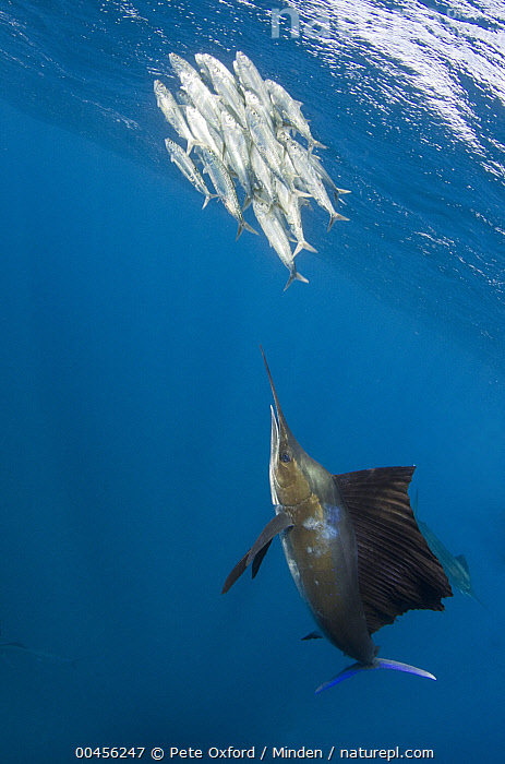 Stock photo of Atlantic Sailfish (Istiophorus albicans) hunting Round ...