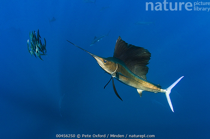 Stock photo of Atlantic Sailfish (Istiophorus albicans) hunting Round ...