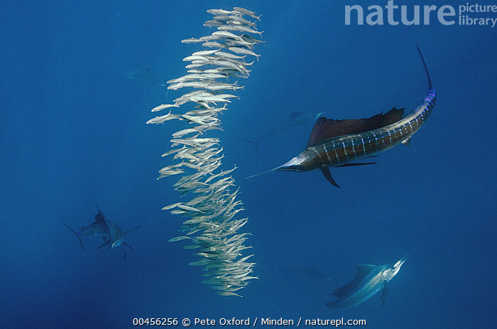 Stock photo of Atlantic Sailfish (Istiophorus albicans) hunting Round ...
