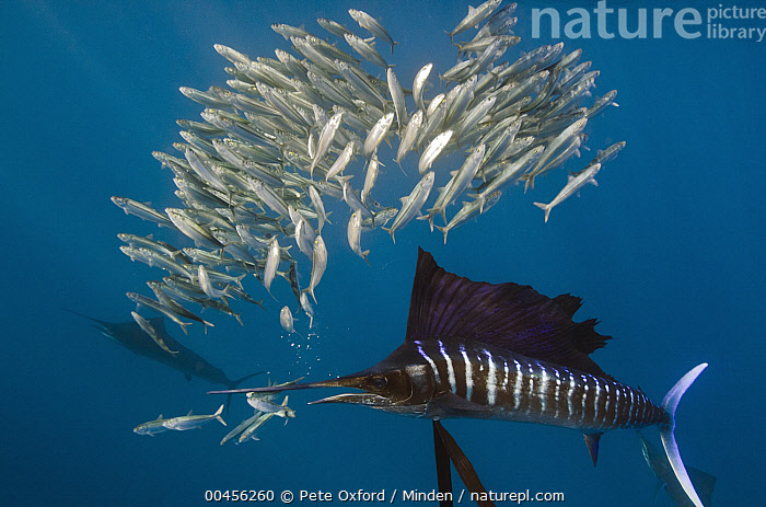 Stock photo of Atlantic Sailfish (Istiophorus albicans) hunting Round ...