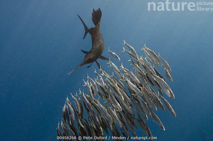 Stock photo of Atlantic Sailfish (Istiophorus albicans) hunting Round ...