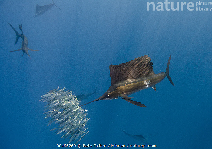 Stock photo of Atlantic Sailfish (Istiophorus albicans) hunting Round ...