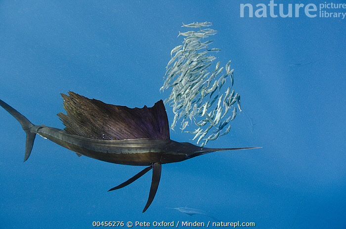 Stock photo of Atlantic Sailfish (Istiophorus albicans) hunting Round ...